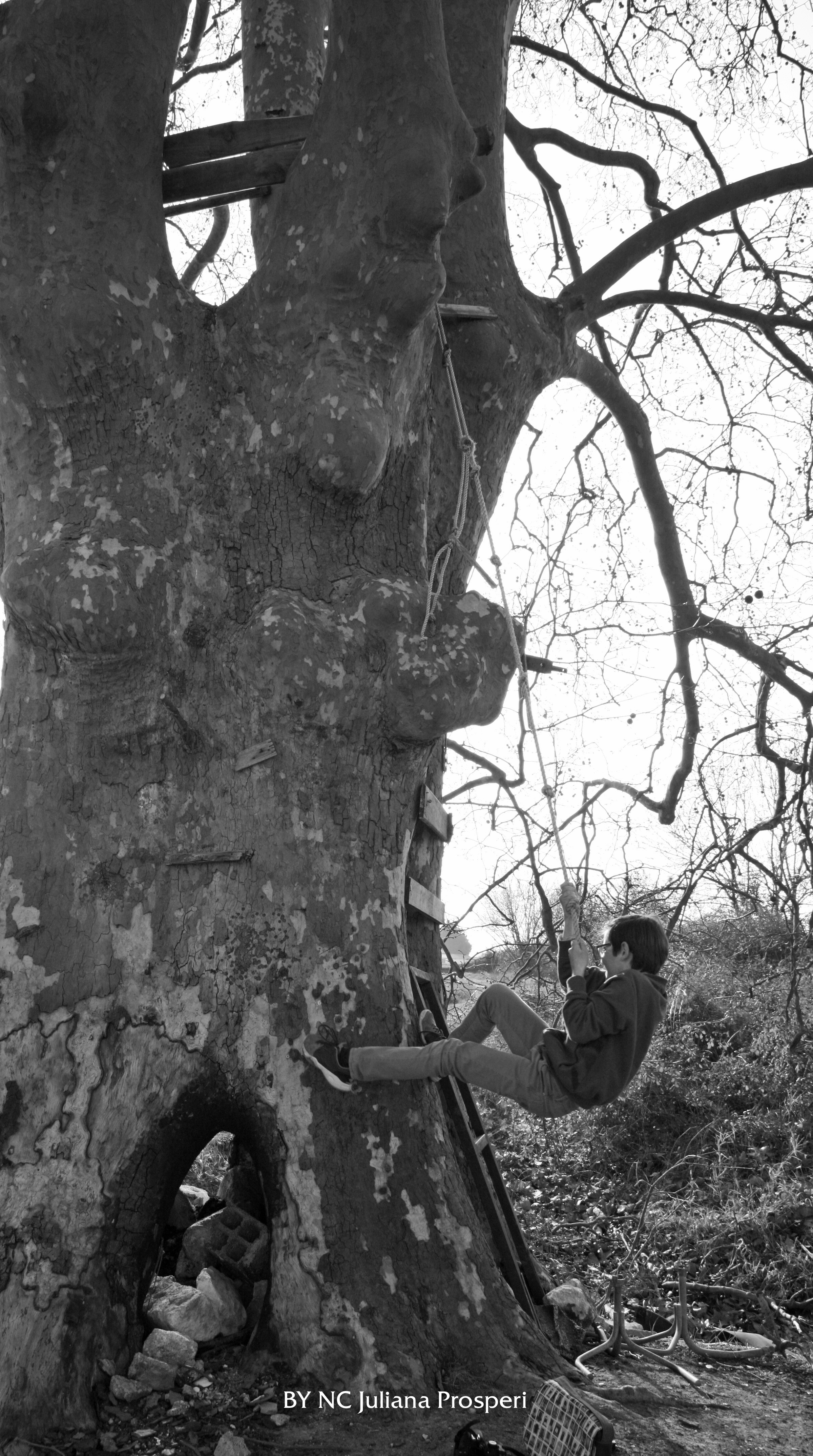 Les arbres à Mauguio – Mauguio du village à la ville